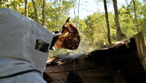 Redd Projects Forest Conservation Climate Impact Partners