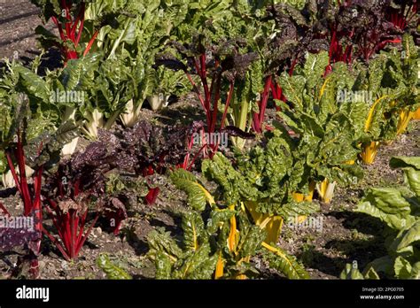 Swiss Chard Beta Vulgaris Var Cicla Also Known As Chard Swiss Chard Silverbeet Or