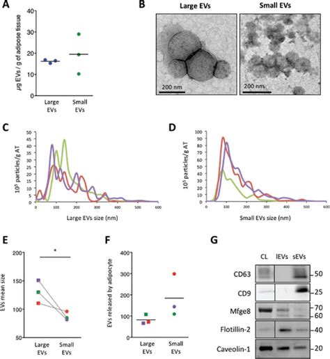 Primary Adipocytes Secrete Large Extracellular Vesicles Levs And
