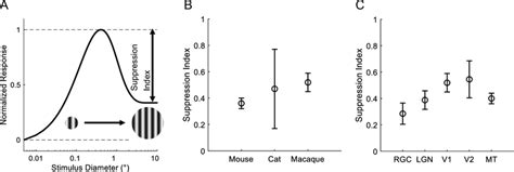Surround Suppression Is Universal Across Species And Brain Areas A