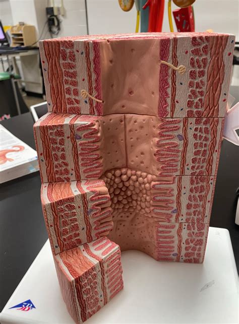 Labex11 Intestinal Epithelium Diagram Quizlet