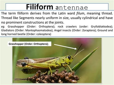 ANTENNAE Pptx Birdwatching Hobbies Interests