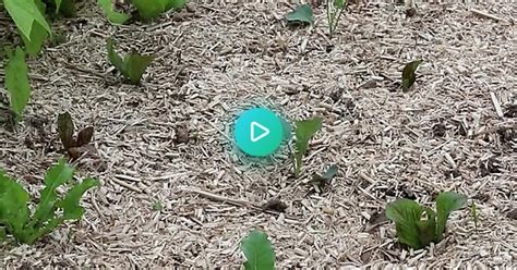 How I Messed Up Some Of My Summer Started Leafy Greens When Planting