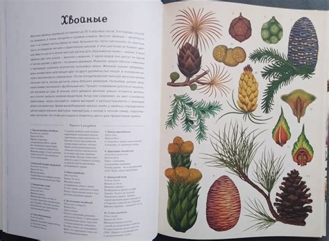 Книга: Ботаникум - Кэти Уллис. Купить книгу, читать рецензии | Лабиринт
