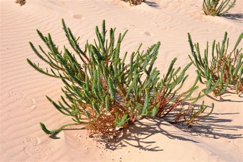 Fotos Actuales De Flora Etnograf A De Fuerteventura