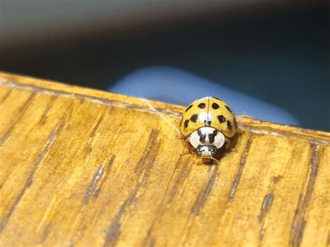 Is This A Ladybug Or One Of The False Ones R Bugidentification