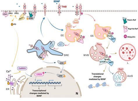 Figure 2 From The Rab11 Regulated Endocytic Pathway And Bdnftrkb