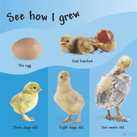 About Fowls A Pro Poultry Welfare Tetrachromat Light