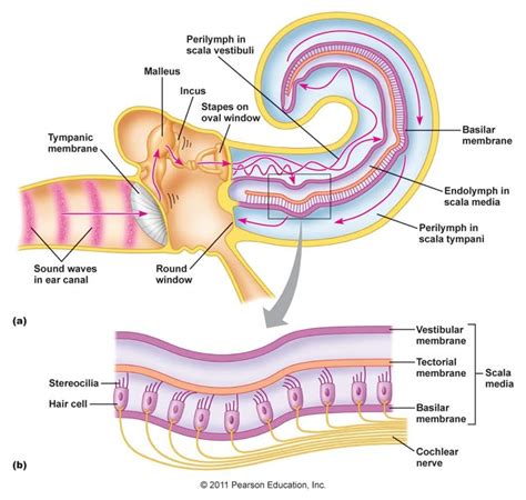 Vestibular Membrane Tectorial Membrane Basilar Membrane Cochlear Nerve Chimica