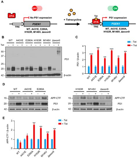App Ctfs Are Accumulated In H4 Ps1 Cell Lines Upon Ps1 Mutant Download Scientific Diagram