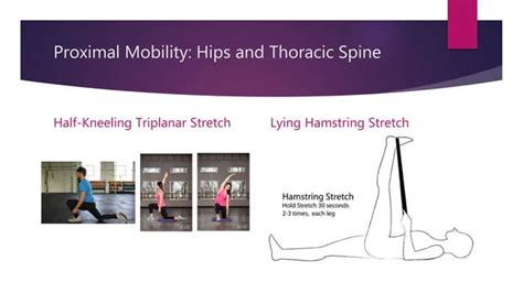 Proximal Stability And Core Rehabilitation Ppt Free Download