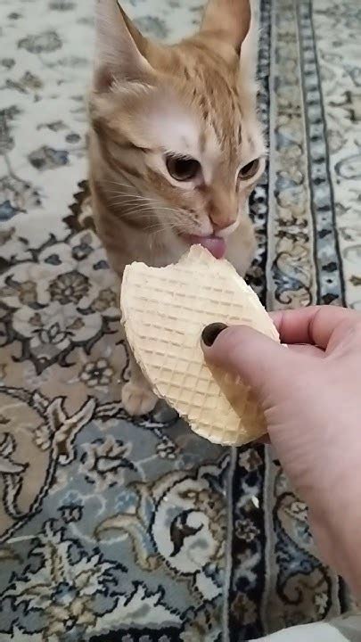 با دختر نازم بستنی میخوریم Youtube