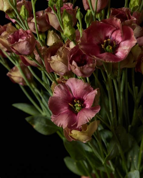 Lisianthus Pucchino 1 Choco Plug Plants 8 Pack Garden Club