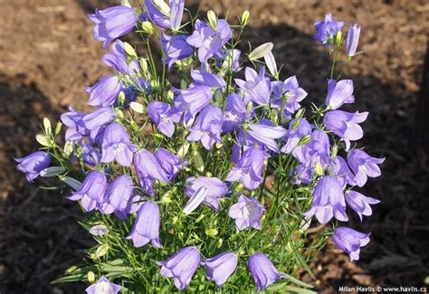 Campanula Rotundifolia Thumbell Blue Gartencz