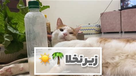 زیر نخلا🌴☀️😹 Youtube