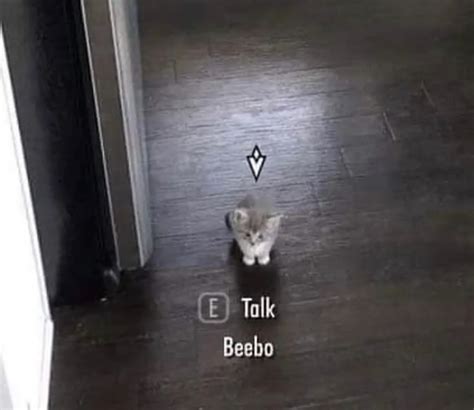 Beebo Funny Cute Cats Cat Pics Scared Cat