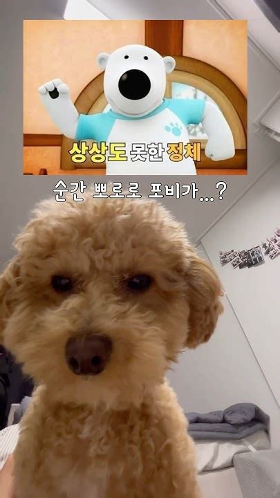 뽀로로 포비얼굴 보이는 말티푸 강아지 Youtube