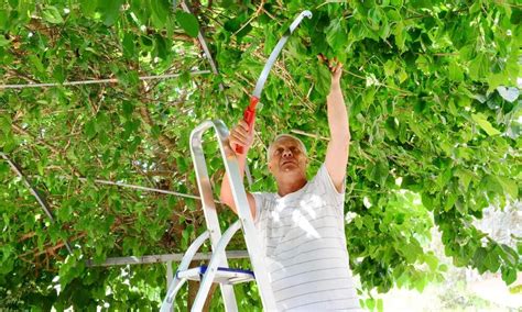Methods Of Tree Trimming A Perfect Cut Tree