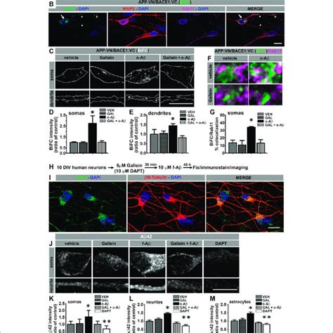 Aβ Assemblies Promote Appvnbace1vc Interaction And Intracellular