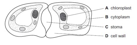 Igcse Biology 0610 62 Leaf Structure Igcse Style Questions Paper 1 Igcse Biology 0610 62 Leaf Structure Igcse Style Questions Paper 1