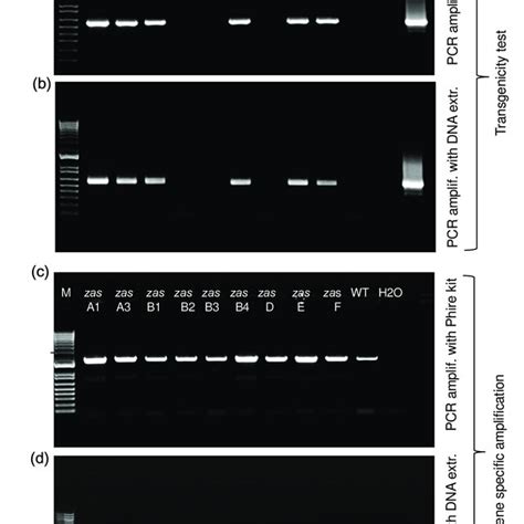 Results Of Pcr Using The Old And The Proposed Workflow A