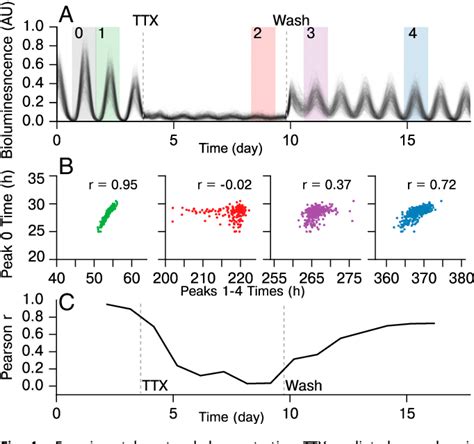 Figure 1 From Functional Network Inference Of The Suprachiasmatic Nucleus Semantic Scholar