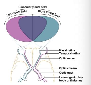 Lecture 21 Physiology Of The Striate Cortex Neuro 3000 Flashcards Quizlet