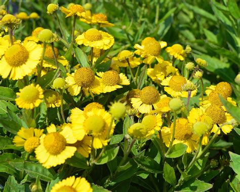 Helenium Autumnale Sombrero Bare Roots Buy Yellow Sneezeweed Online