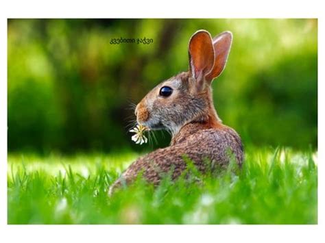 Book Creator კვებითი ჯაჭვი