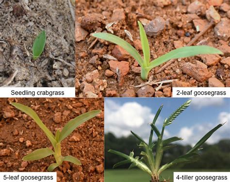 Fs1309 Crabgrass And Goosegrass Identification And Control In Cool