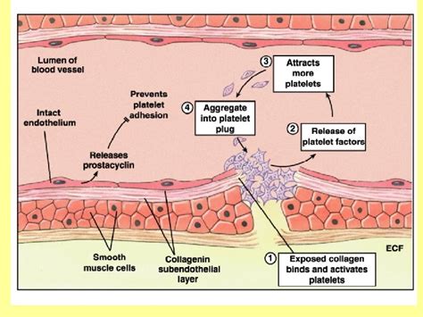 Extracellular Fluid