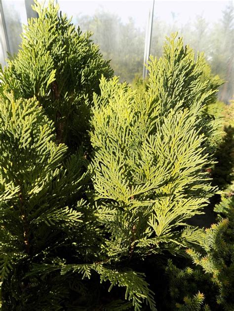 Cham Law Minima Glauca Shallowmead Garden Centre