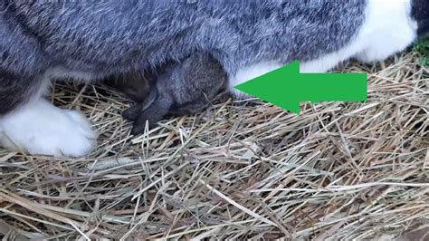 крольчонок сосёт молоко Youtube крольчонок сосёт молоко Youtube