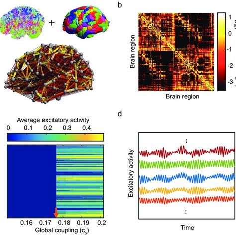 Data Driven Brain Network Models A The Brain Connectivity Used As A Download Scientific