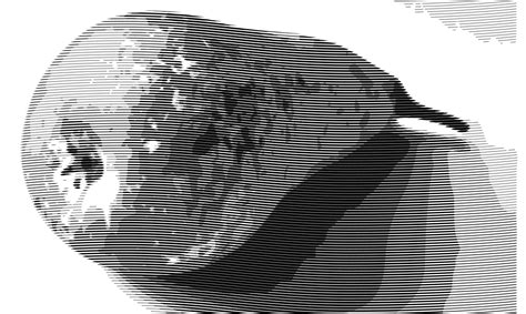 Create Engraving In GIMP Inkscape Graphic Design Stack Exchange