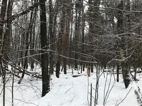 В лесу Пикабу