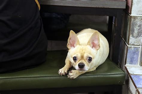 잠실 2018 0430 코리안숏헤어 비숑프리제분양 치와와분양 고양이보호소 광주유기견보호센터 광주광역시유기견보호센터 유기견보호센터봉사 리트리버분양 강아지무료분양 고양이