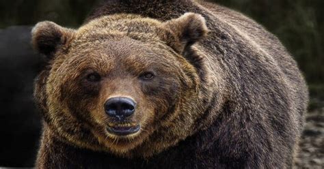 Insider Army Vet Who Miraculously Survived Bear Attack Tells His Story She Went In For A Kill