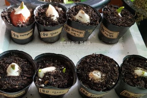 [튤립구근 키우기2] 튤립 키우기 발아성공 네이버 블로그