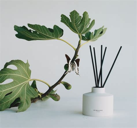 Fresh Fig And Cassis Diffuser Jo Malone London Australia