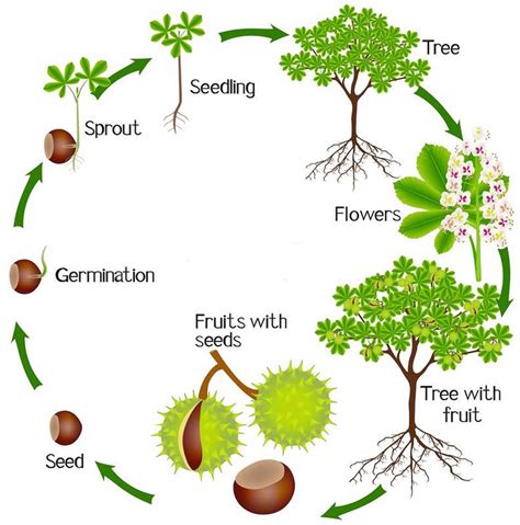Growth Cycle Of A Hazelnut Tree Download Scientific Diagram