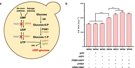 Uridine Diphosphate Glucose
