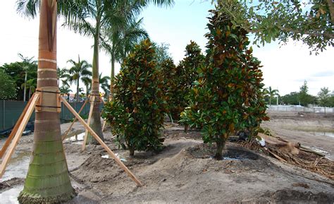 Botaniko Buffer Planting Landscape Design Workshop