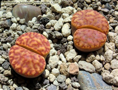 Lithops Stories White Nymph