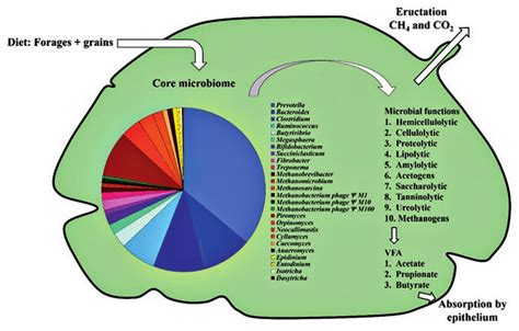 2 Diet Composition Directly Influences The Rumen Microbiome Structure Download Scientific