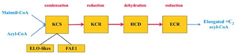Enzymes Of The VLCFA Elongase Complex The Elongation Of VLCFA In The