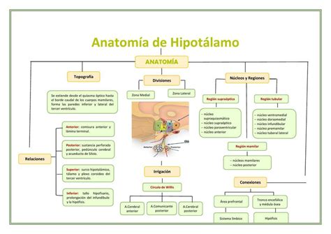 Anatomía De Hipotalamo Jhosselyn Gabriela Udocz
