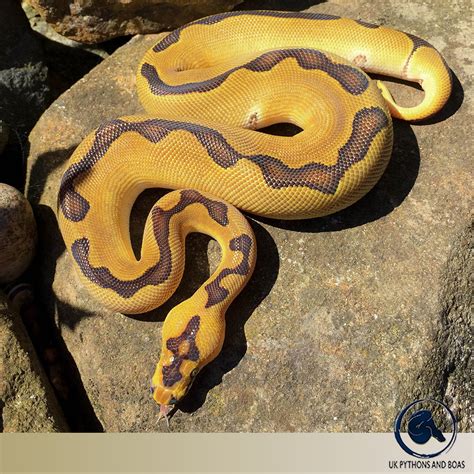 Ge Line Clown Royal Python Genetic Excellence Serpentia