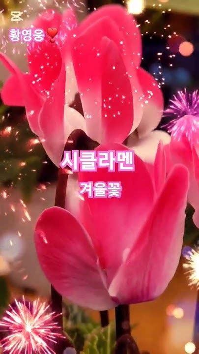 황영웅 ️시클라멘 꽃 사랑의 상징 함께해요 Youtube