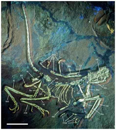 This Amazing Fossil Shows World S Earliest Birds Evolved Just Like Darwin S Finches ScienceAlert